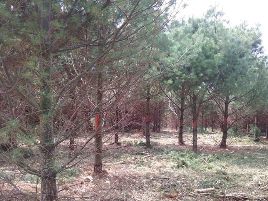 Managing seed orchards for tree improvement