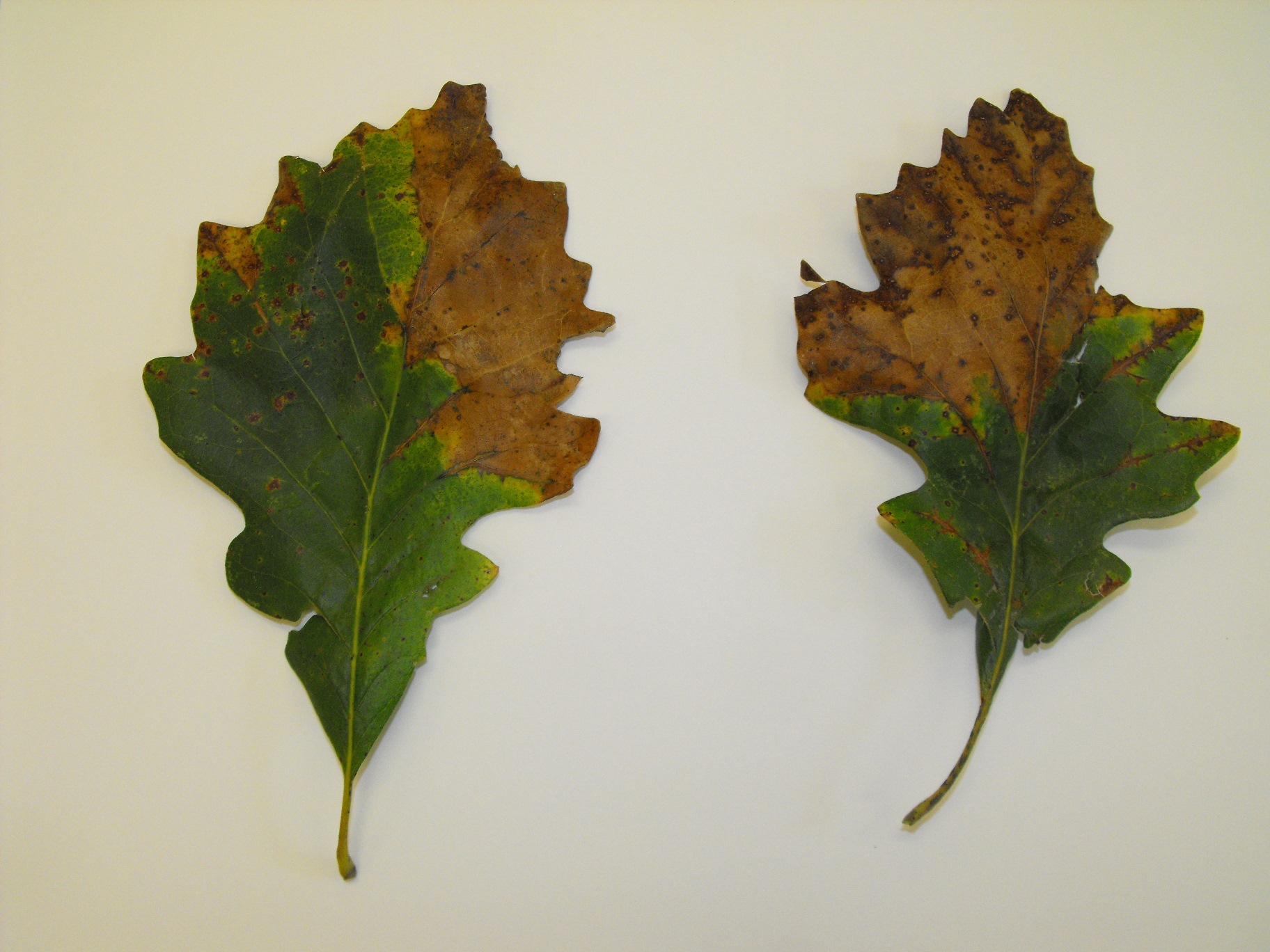 Bur oak blight confirmed in Clark and Sawyer counties in 2016