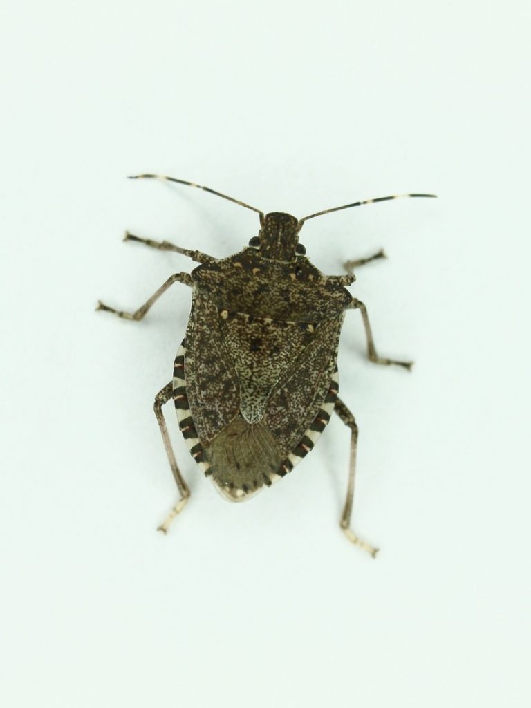 New invasive insect: brown marmorated stink bug
