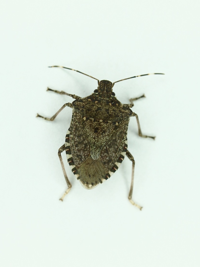 New invasive insect: brown marmorated stink bug