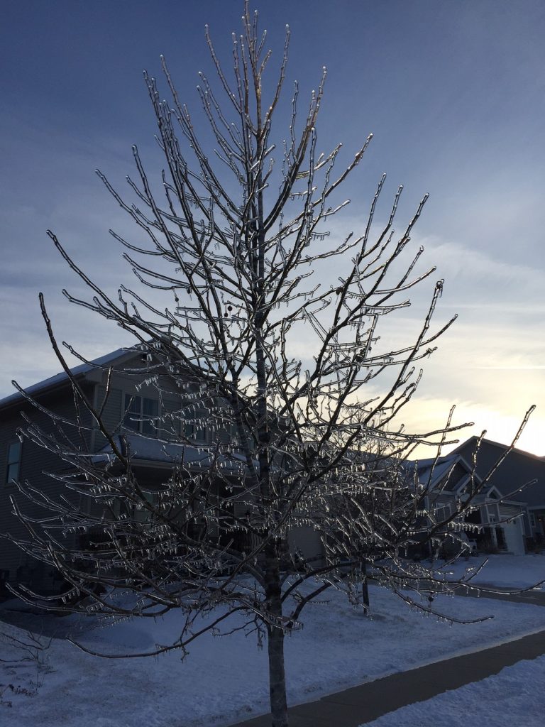 Ice damage to yard and forest trees
