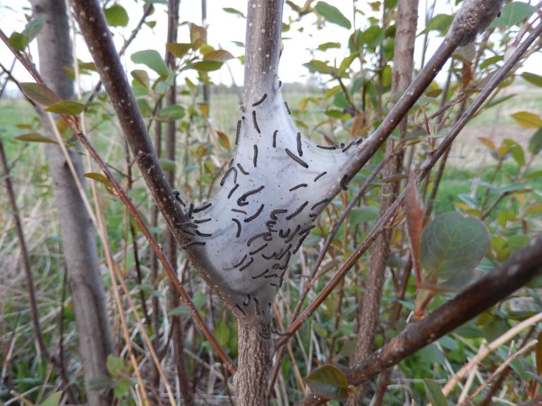 Forest tent caterpillar egg mass surveys indicate low populations again