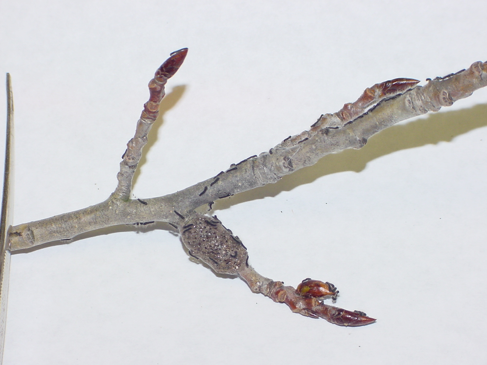 Forest tent caterpillar egg mass surveys indicate low populations again