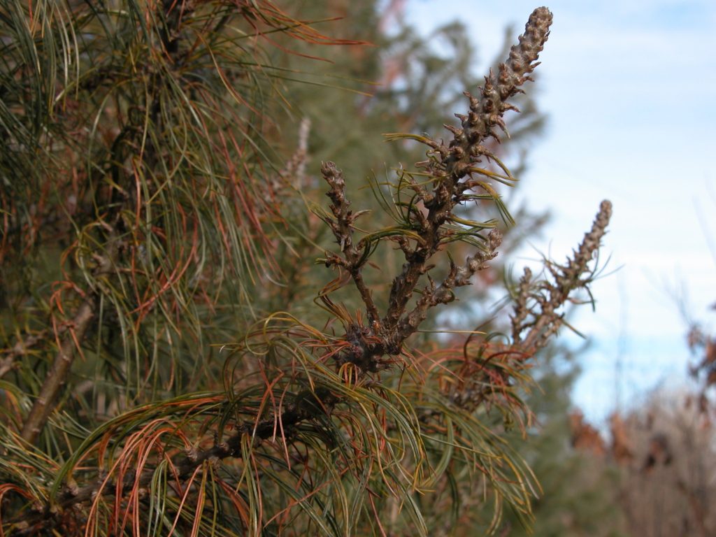 Herbicide damage to trees