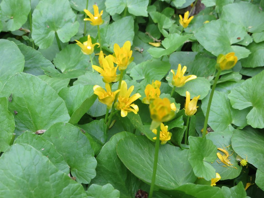 Lesser celandine is an emerging threat to Wisconsin forests – be on the ...