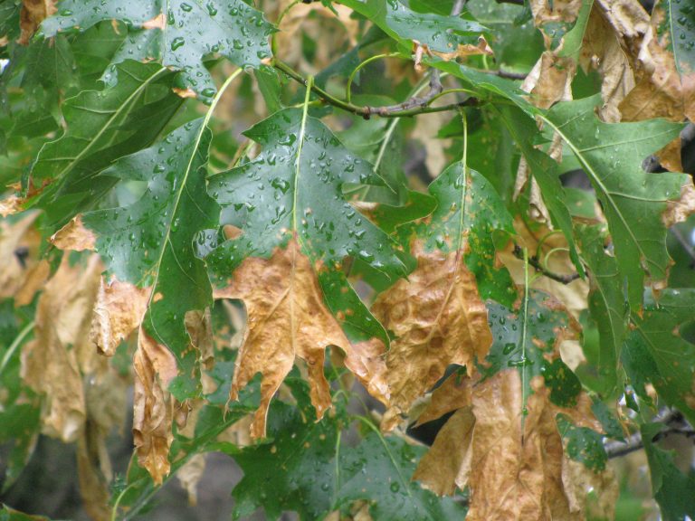 Leaf and needle diseases