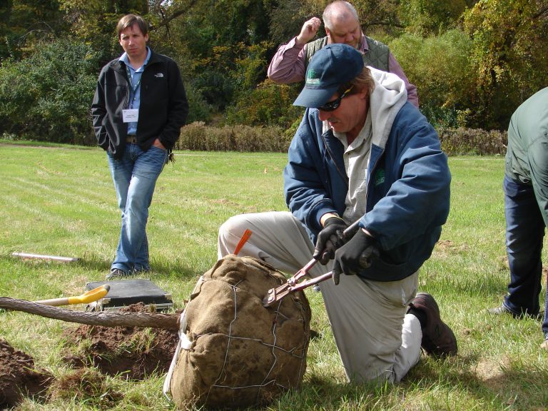 Properly plant your trees this season
