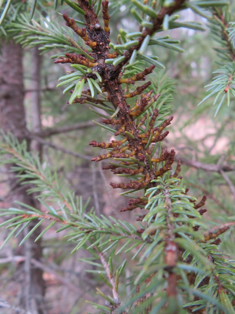 Eastern spruce dwarf mistletoe
