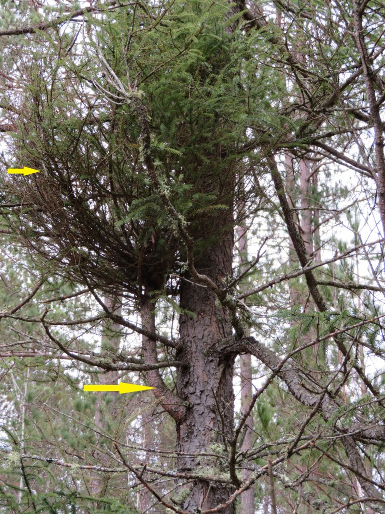 Eastern spruce dwarf mistletoe