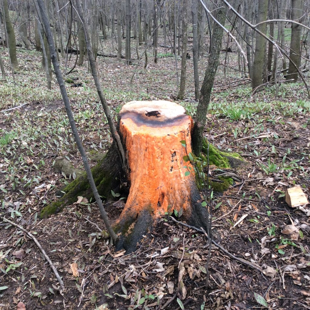 Slime molds and yeasts are bright and slimy