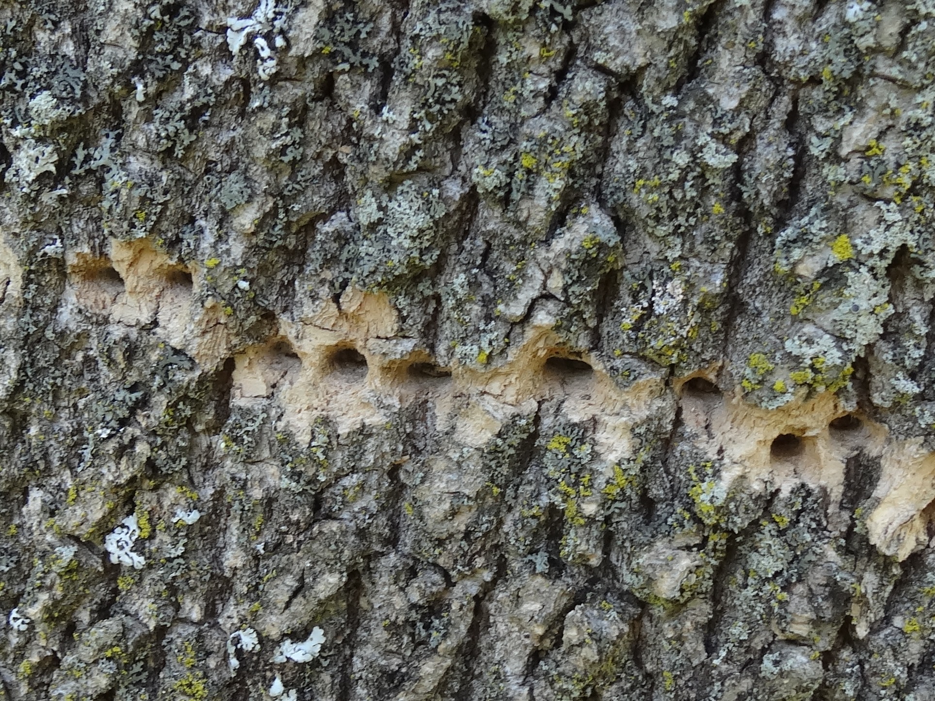 Slime molds and yeasts are bright and slimy