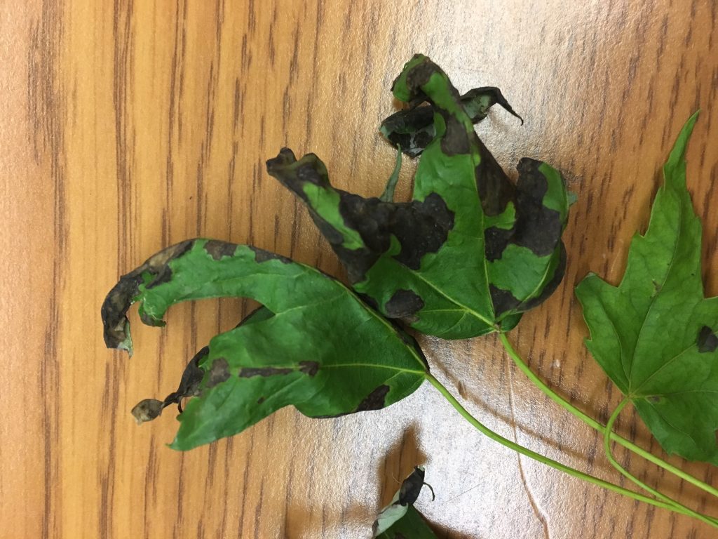 Deciduous tree leaf loss