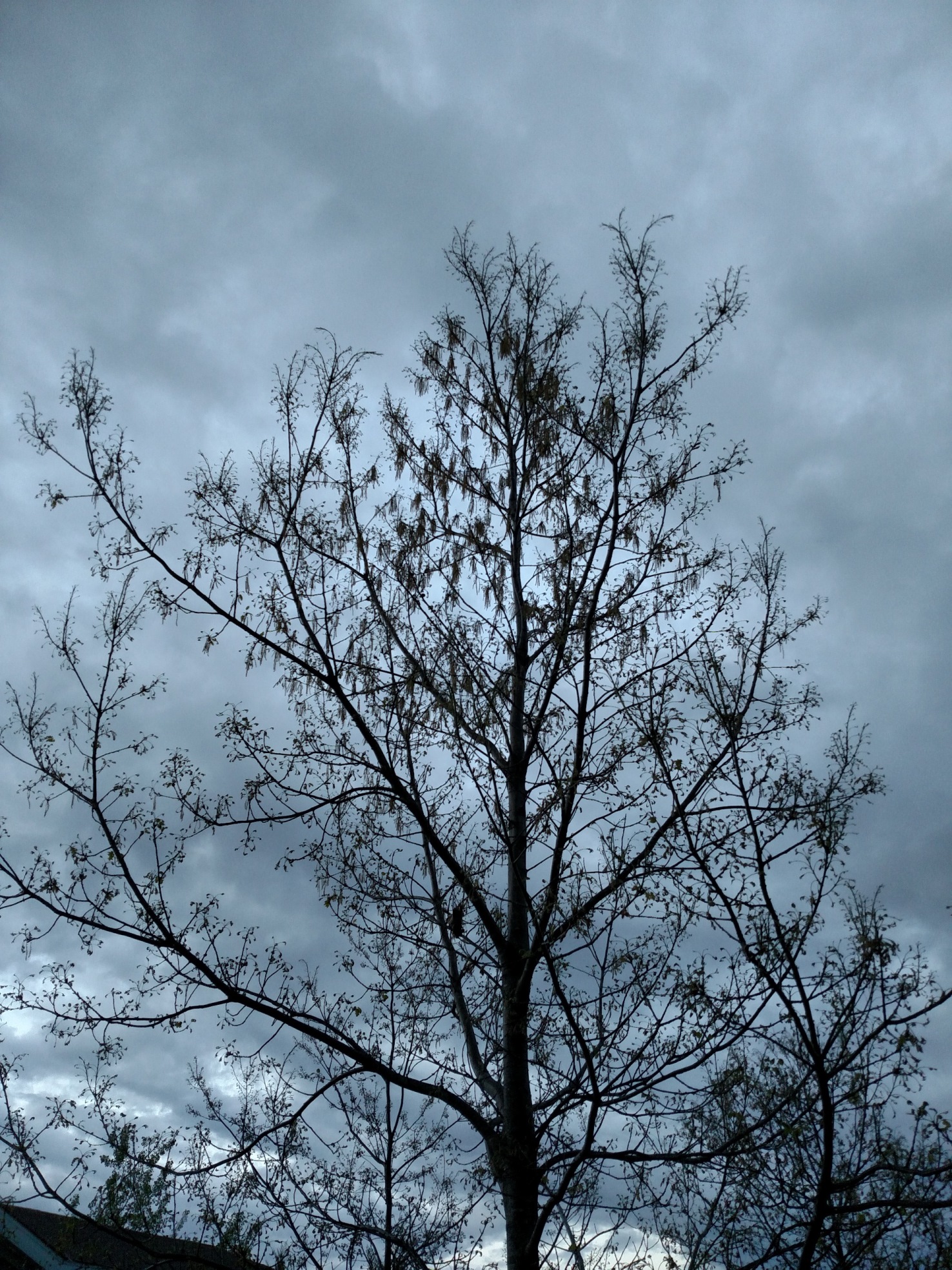 Oak damage from late frost, and ash dropping leaflets