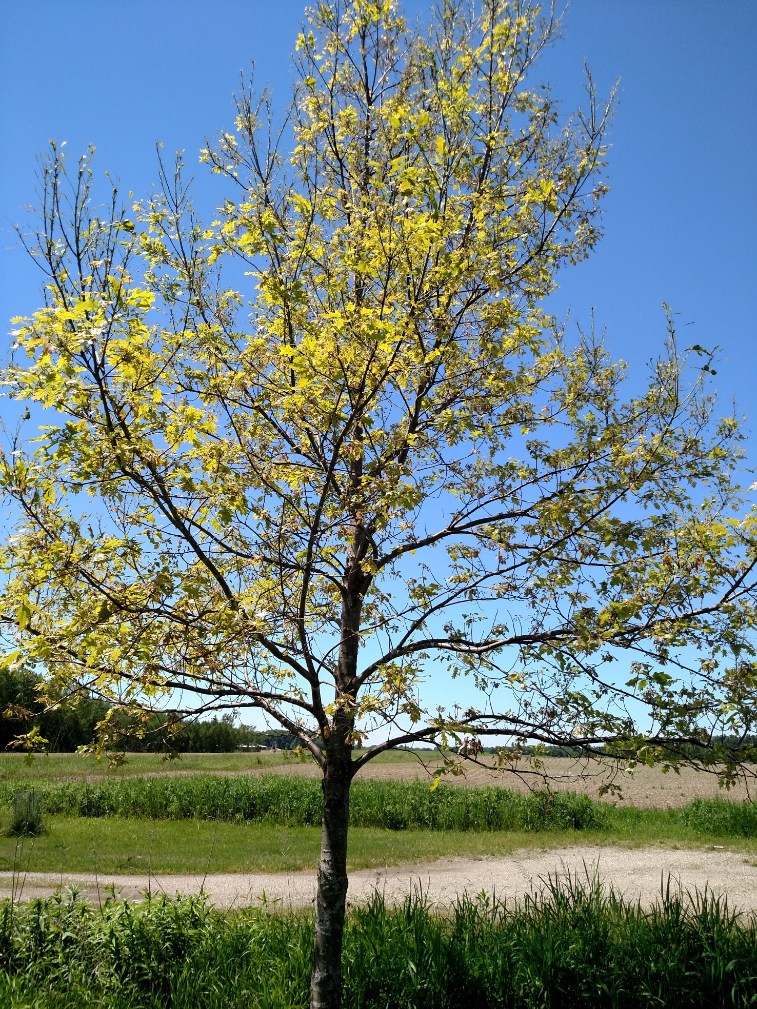 Oak damage from late frost, and ash dropping leaflets
