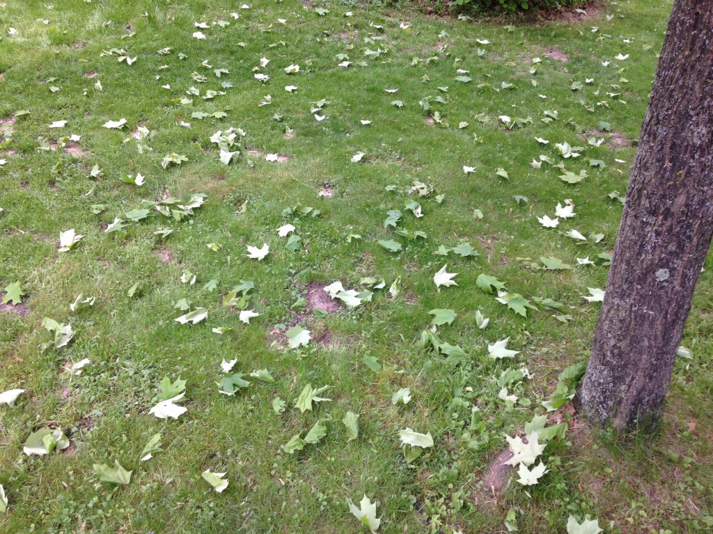 Maple petiole borer causing leaf drop in northwest Wisconsin
