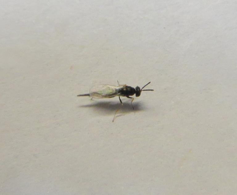 Wasp releases to fight emerald ash borer (EAB)