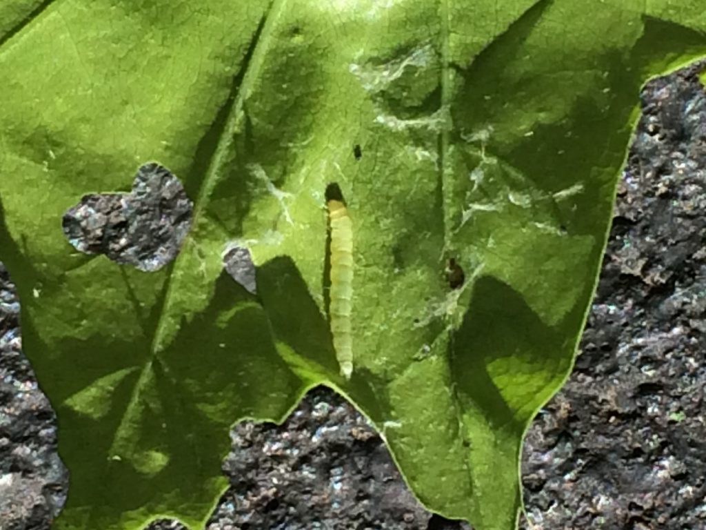 Oak leaftier, oak leafroller, and eastern oak looper.