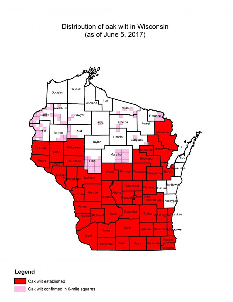 Oak wilt identified near Sayner in Plum Lake Township, Vilas County