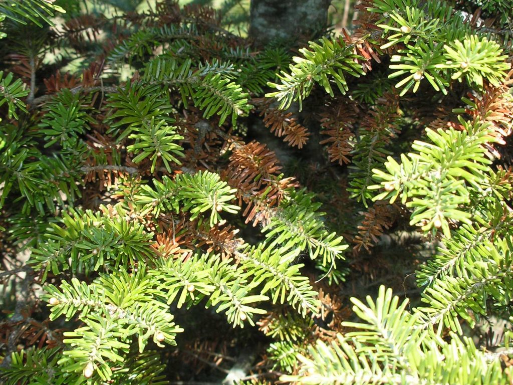 Rhizosphaera needlecast on balsam fir