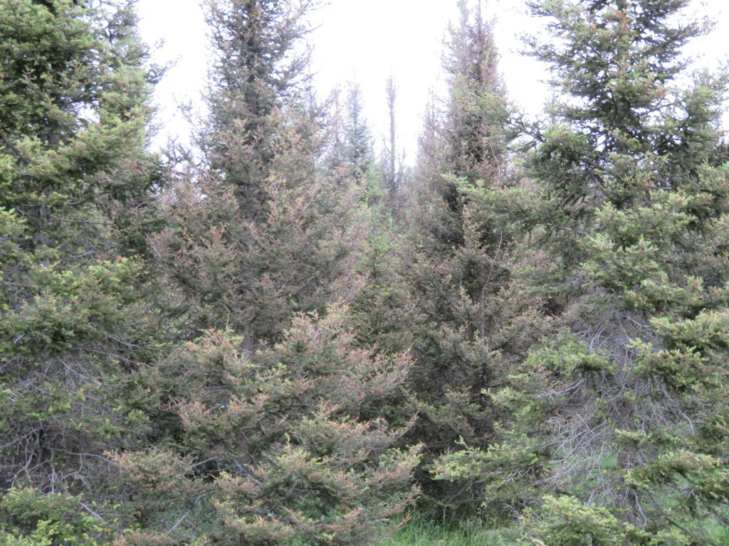 Spruce budworm defoliation showing up