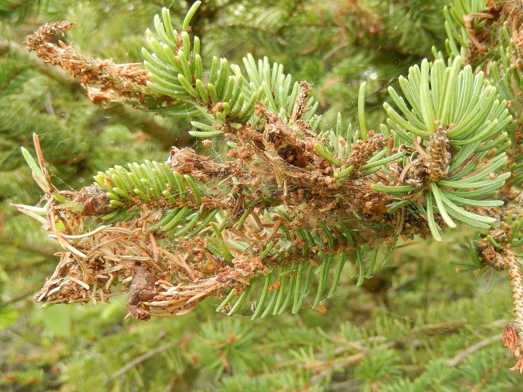 Spruce budworm defoliation showing up