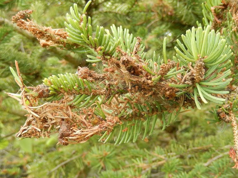 Spruce budworm defoliation showing up