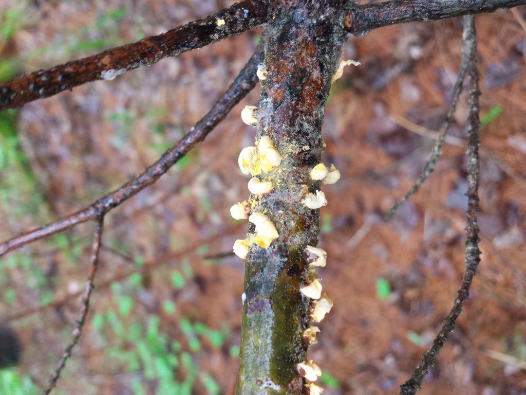 White pine blister rust infections