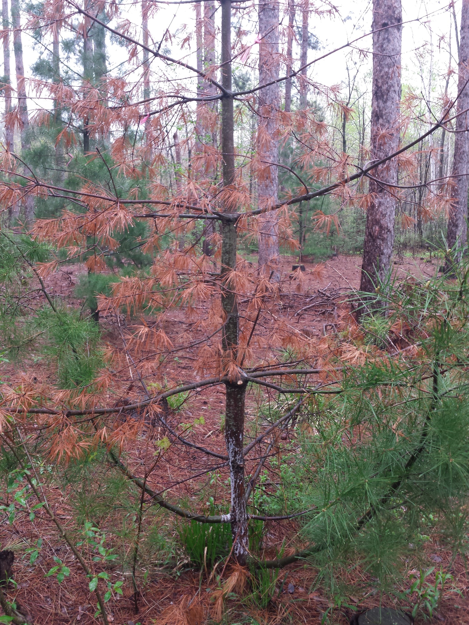 White pine blister rust infections