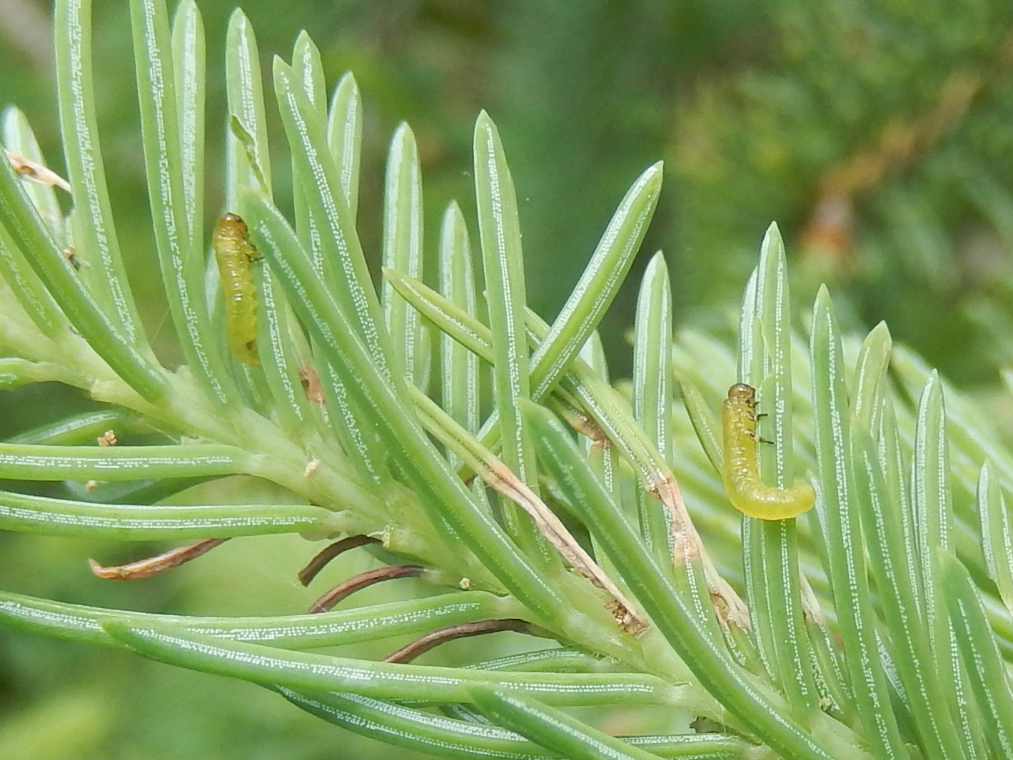 Yellowheaded spruce sawfly