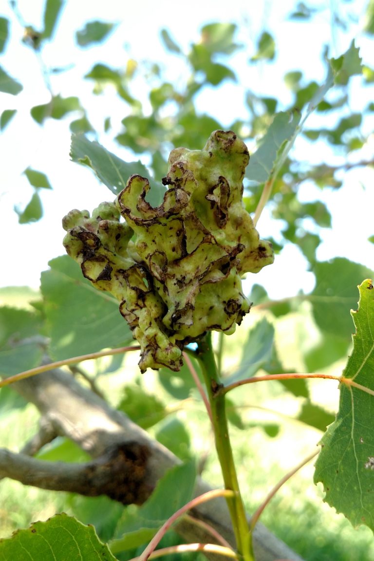 Poplar vagabond aphid