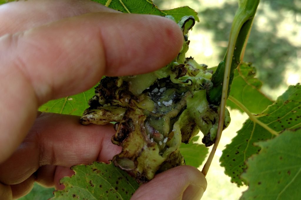 Poplar vagabond aphid