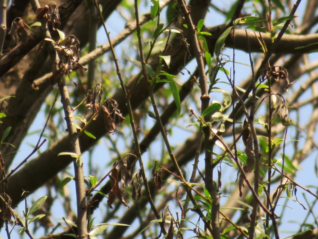 Black canker and willow scab on willow