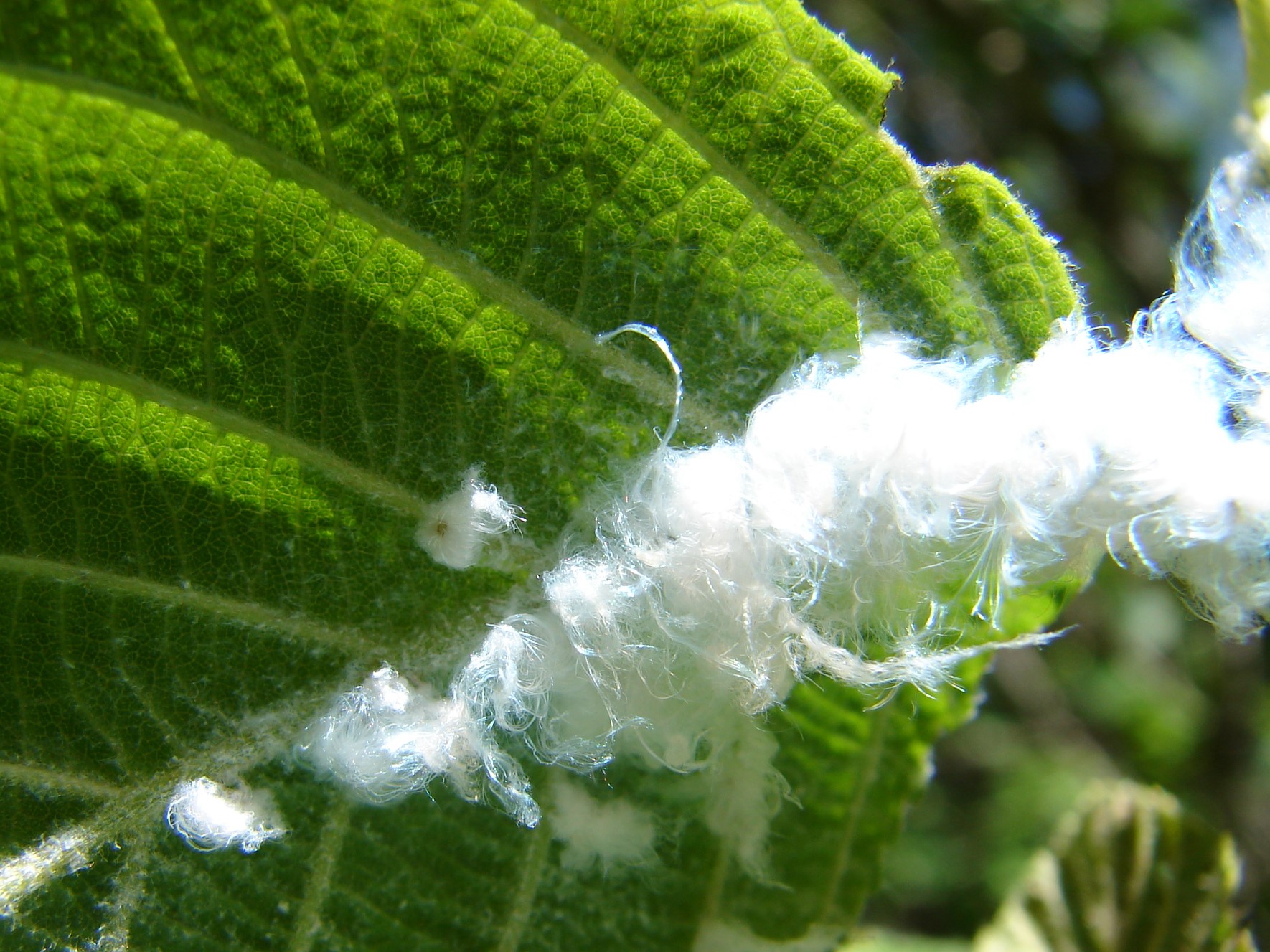 Woolly alder aphids on maple