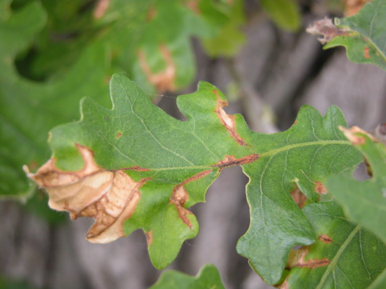 Oak wilt vs. leaf diseases: Can you tell the difference?