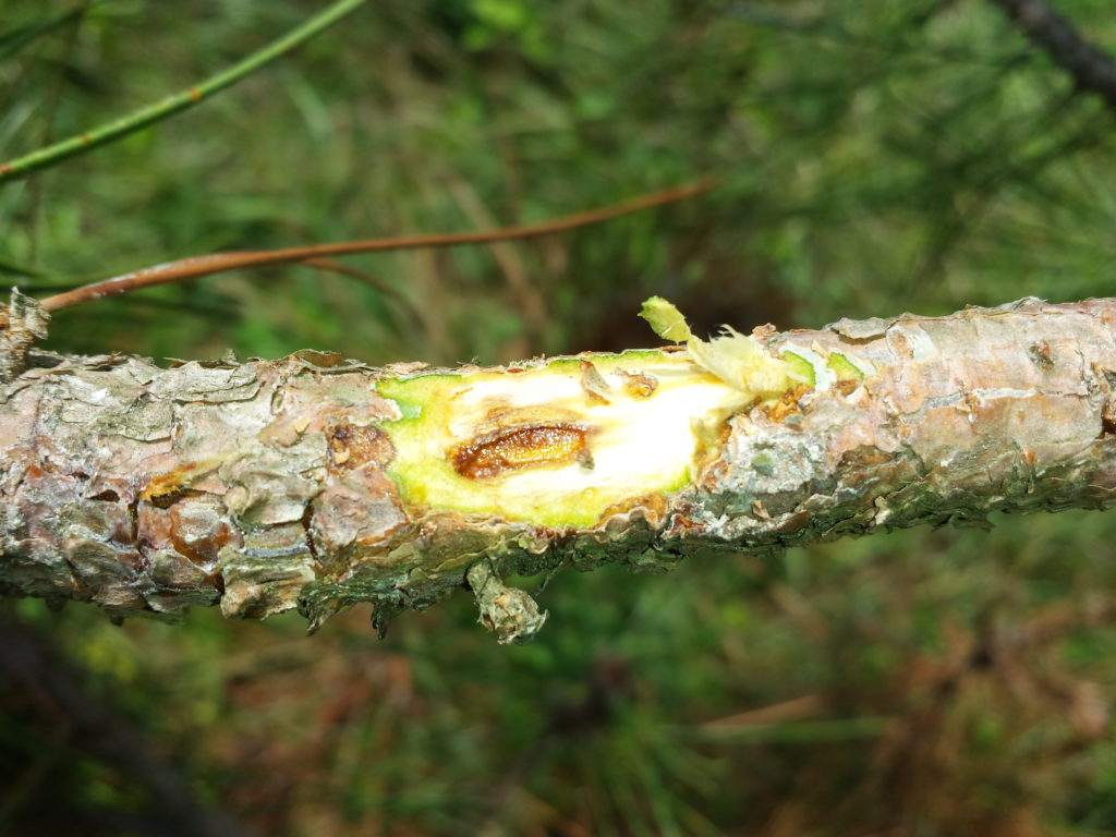 Heavy Diplodia shoot blight following hail storm in Polk and St. Croix ...