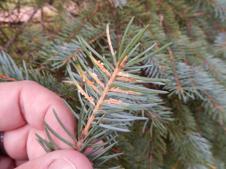 Spruce needle rust