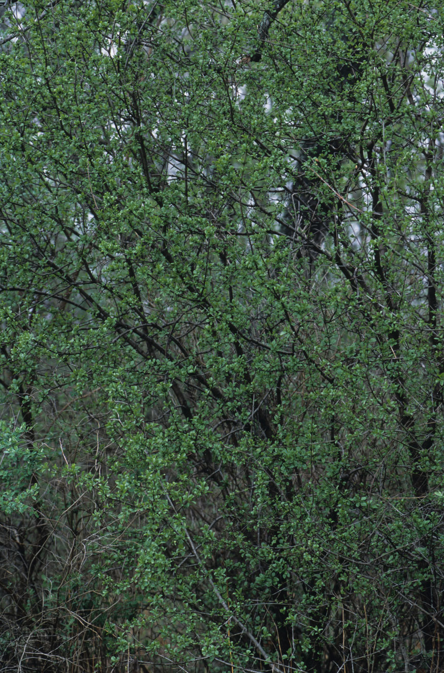New video on buckthorn control available