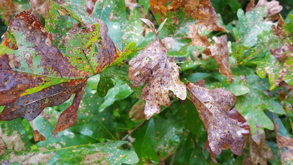 Jumping galls cause defoliation on white oaks