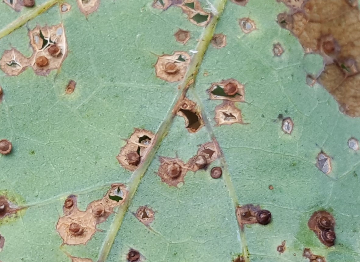 Jumping galls cause defoliation on white oaks