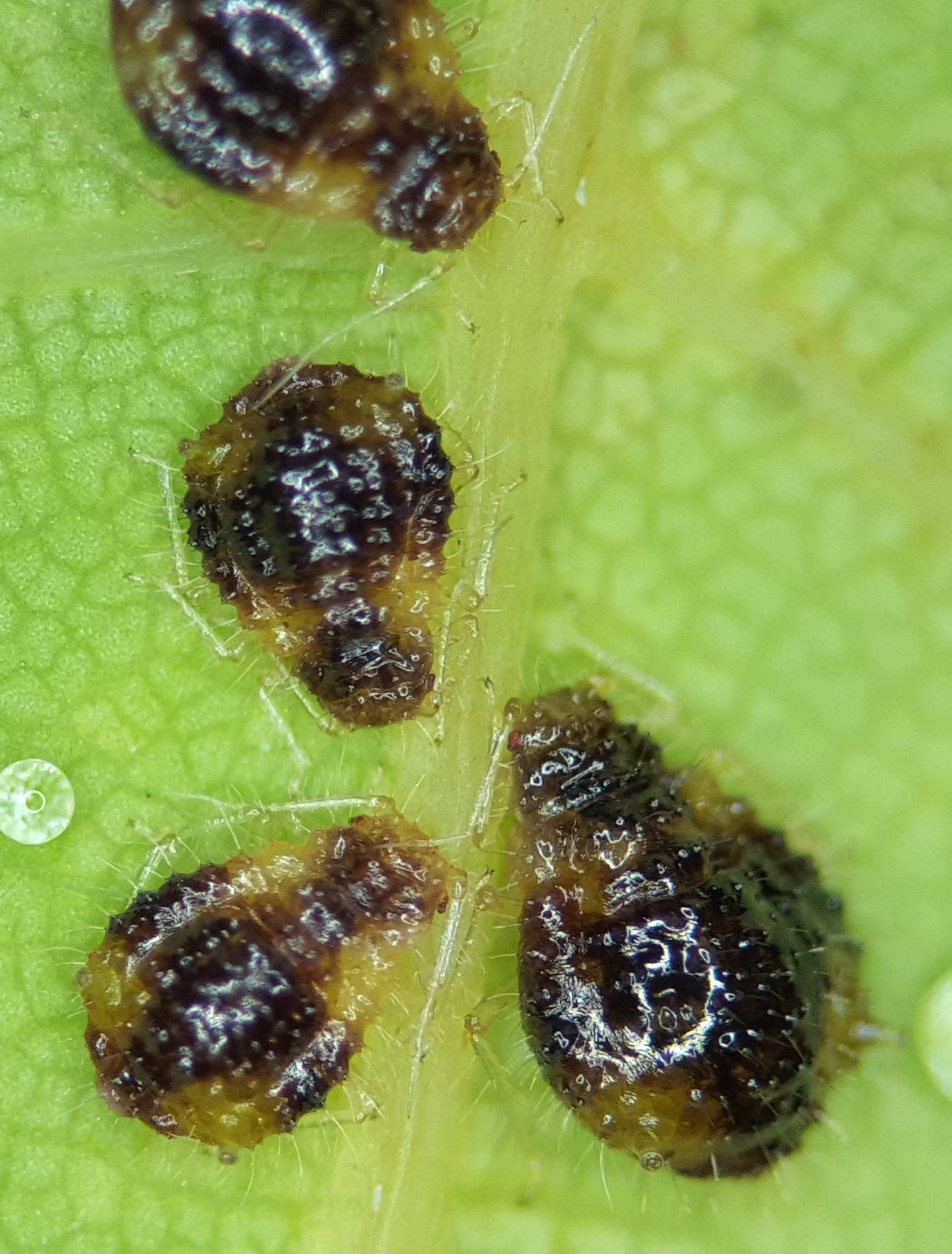 Tiny spikey aphids on maple leaves