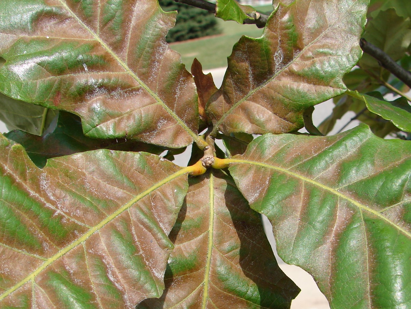 Spider mites cause bronzing on oak leaves