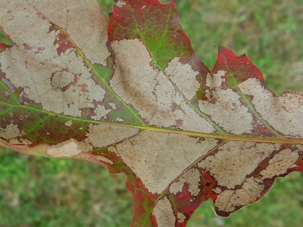 Oak skeletonizer showed up late this season