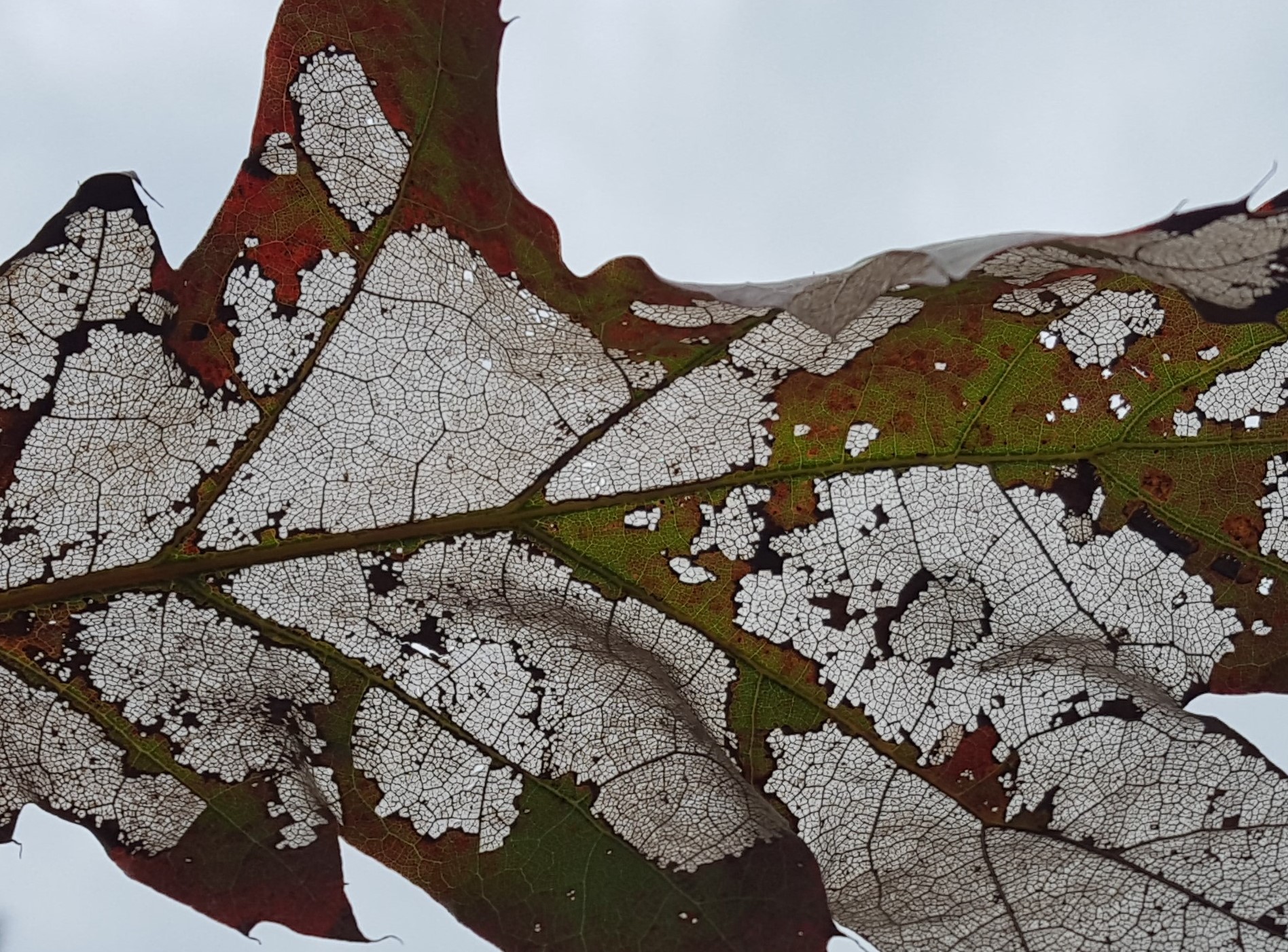 Oak skeletonizer showed up late this season