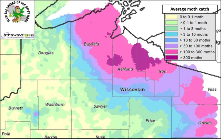 Gypsy moth numbers rising in northern WI