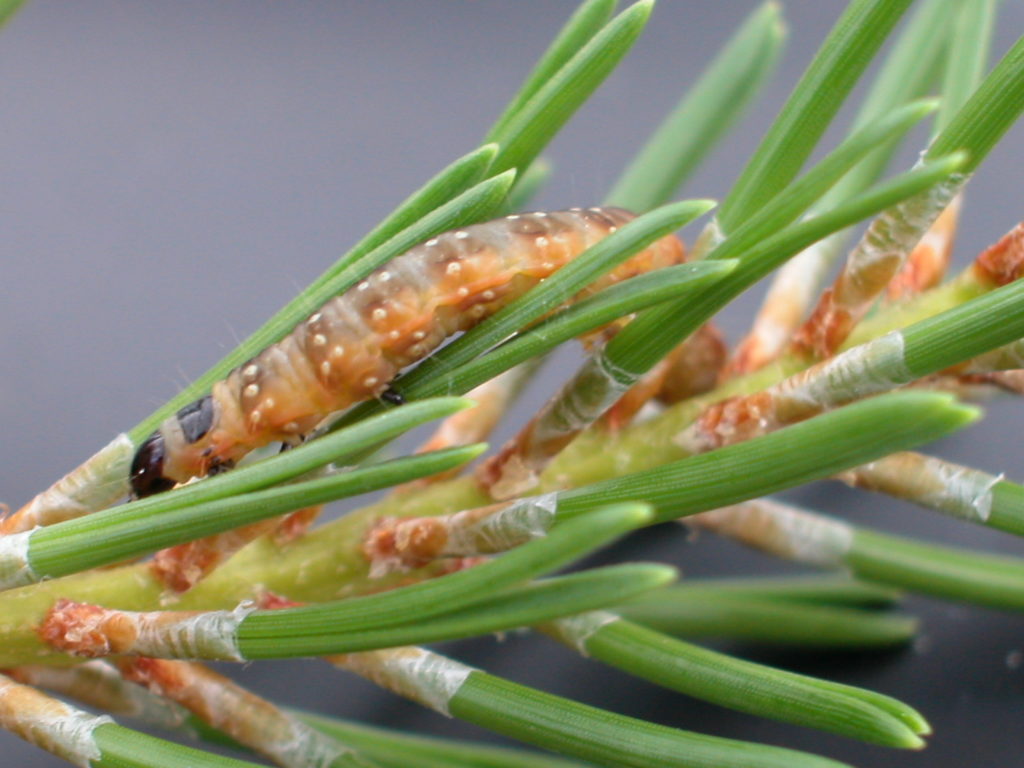 Jack pine budworm is a no-show in West Central WI this year