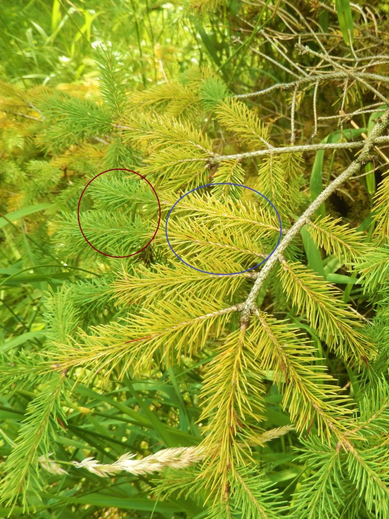 Is it SNEED or wet soils and nutrient deficiency?