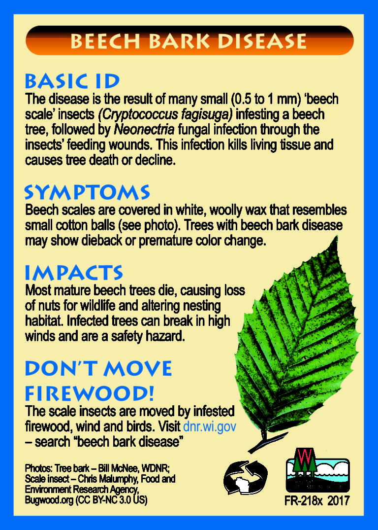 New Wisconsin Wildcard available on beech bark disease