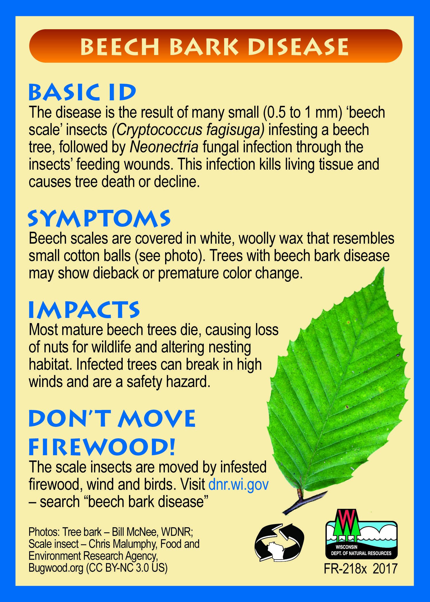 New Wisconsin Wildcard available on beech bark disease