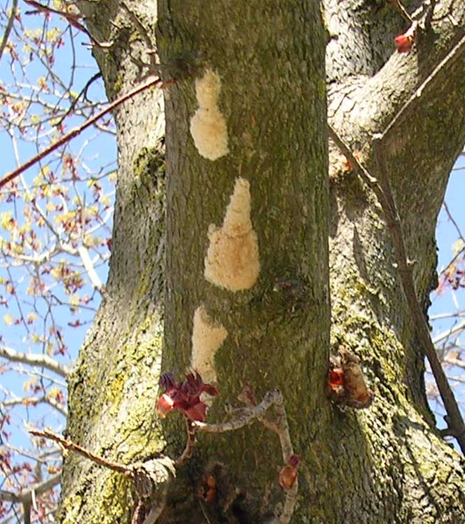 Prepare for the return of gypsy moths