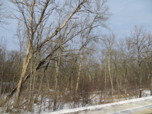 Ash mortality in Central Wisconsin